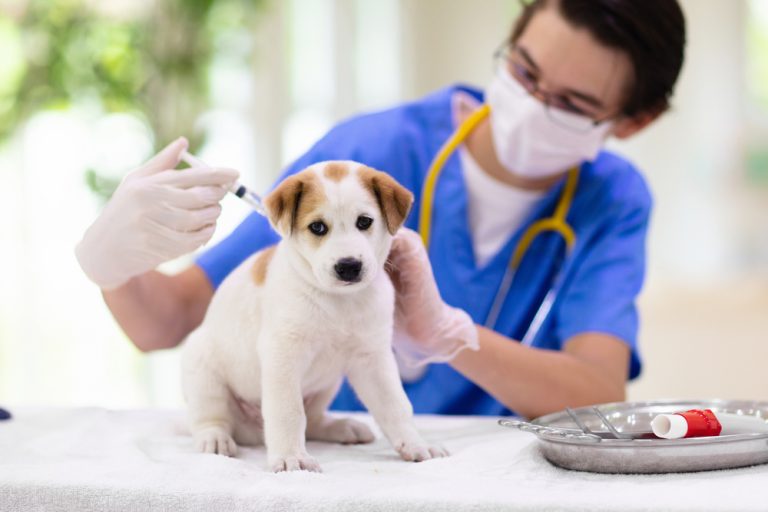 Parvo in Dogs: Causes, Signs, and Prevention - Stanton Pet Hospital