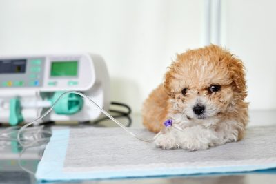 Parvo in Dogs: Causes, Signs, and Prevention - Stanton Pet Hospital